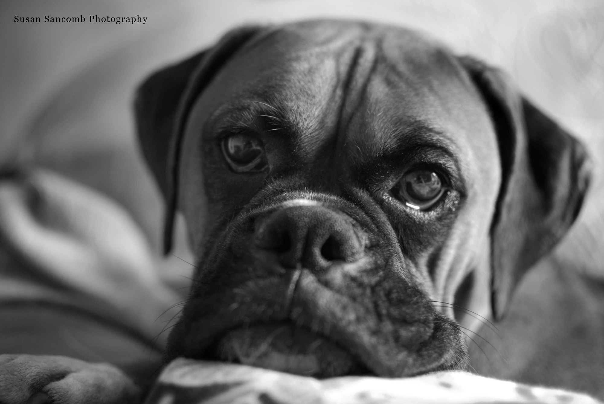 Who Rescued Who? Sweet Peaches the Rescue Boxer - Sancomb Photography ...